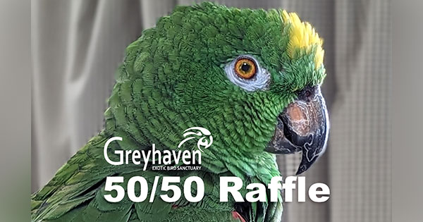 Order tickets for the 2023 50/50 Raffle | Raffle Nexus